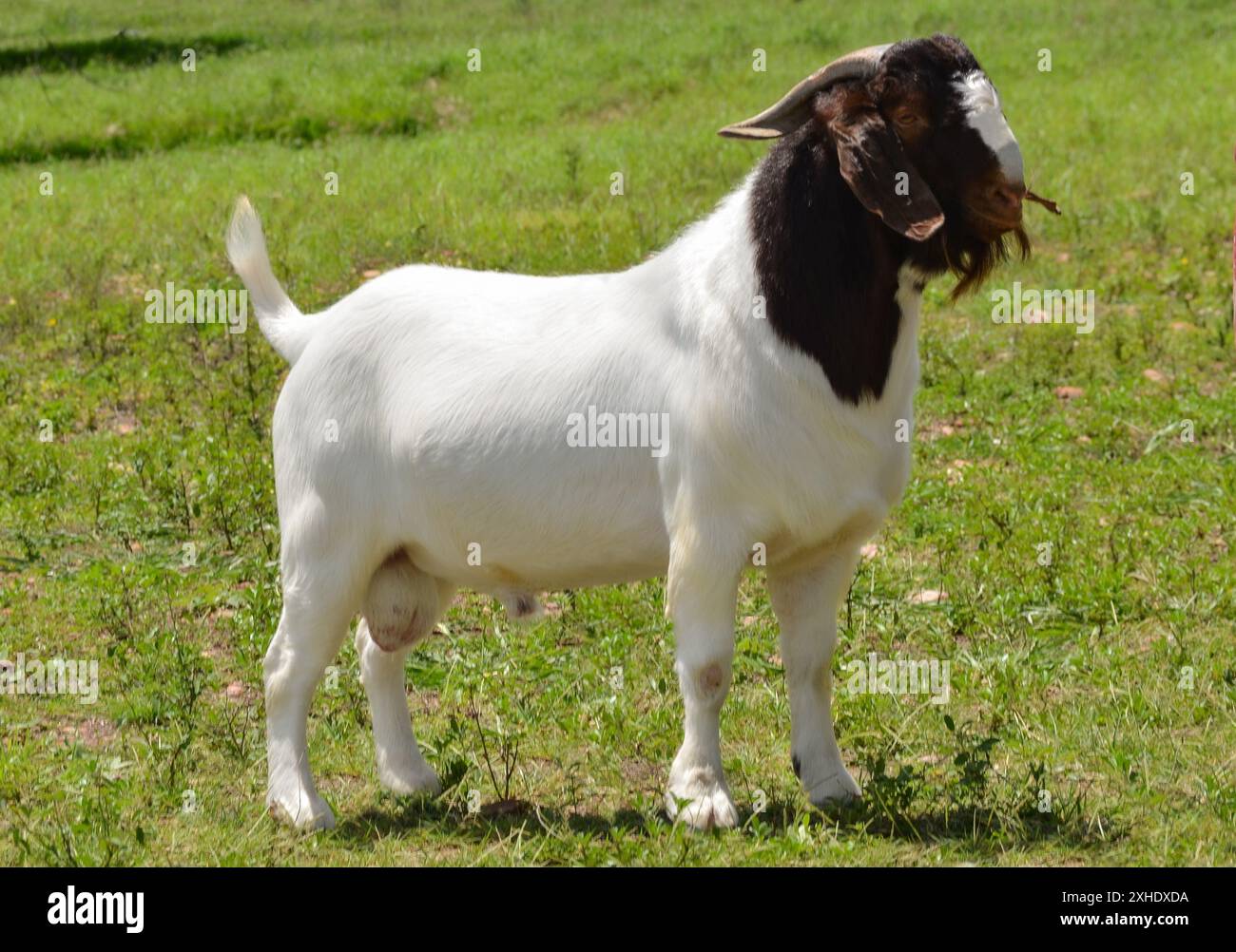 Male Boer goat very awarded in Brazil. The Boer is a breed developed in ...