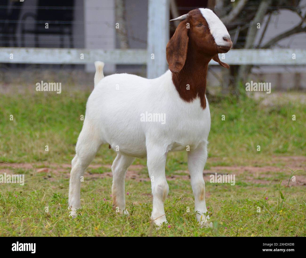 young female boer goats on the farm Stock Photo - Alamy