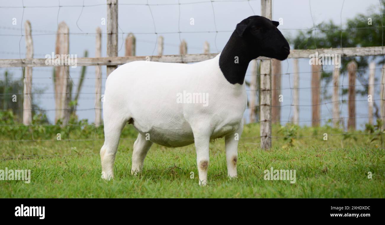 female dorper ram very awarded in Brazil. The Dorper is a breed ...