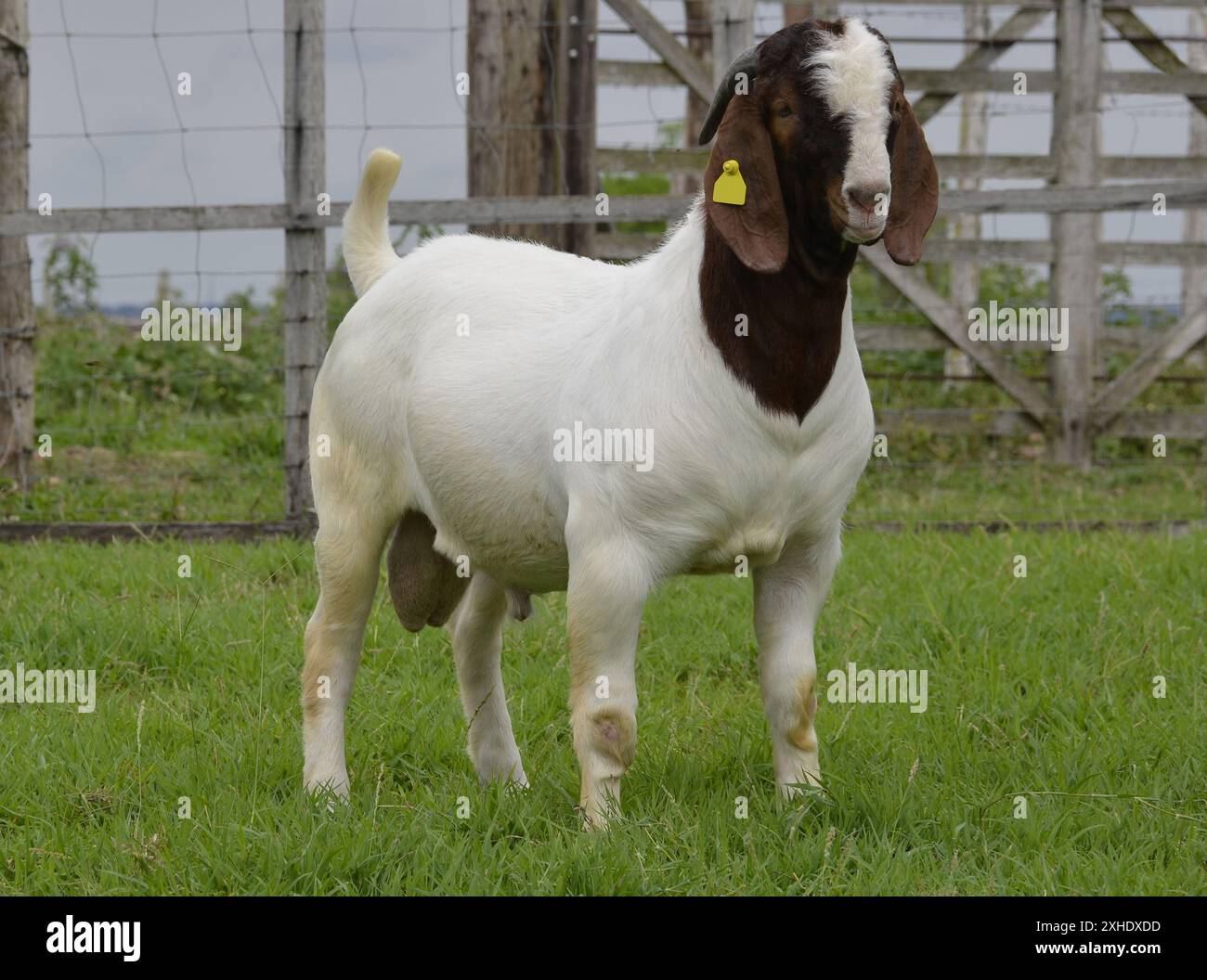 Male Boer goat very awarded in Brazil. The Boer is a breed developed in ...