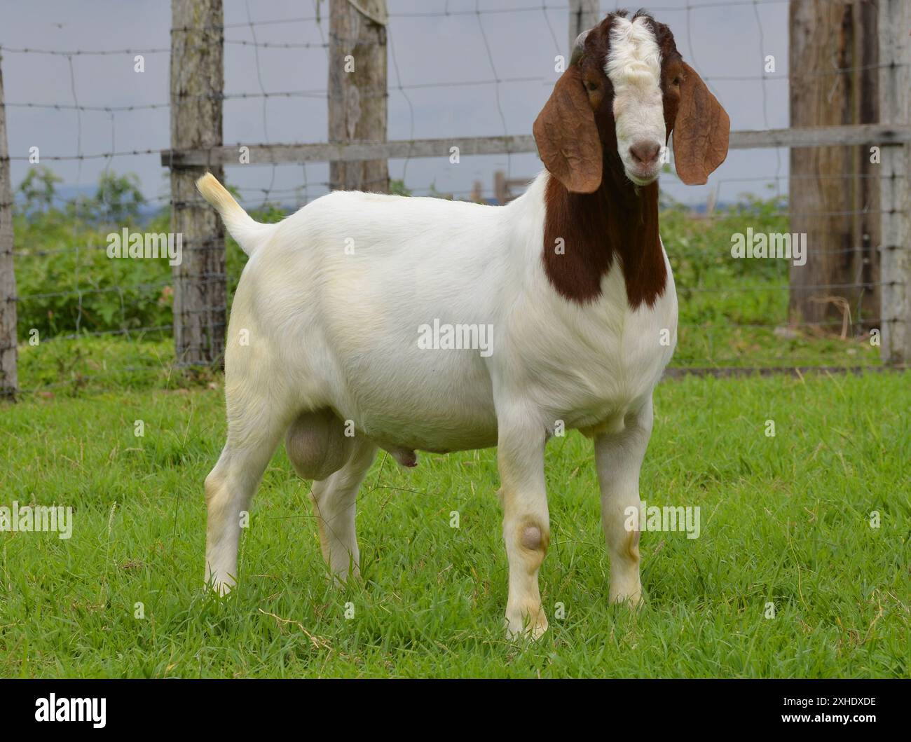 Male Boer goat very awarded in Brazil. The Boer is a breed developed in ...