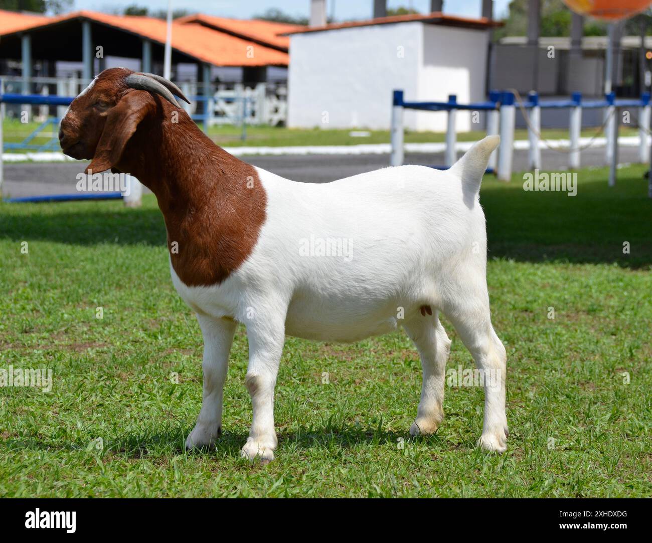 Boer female goat very awarded in Brazil. The Boer is a breed developed ...