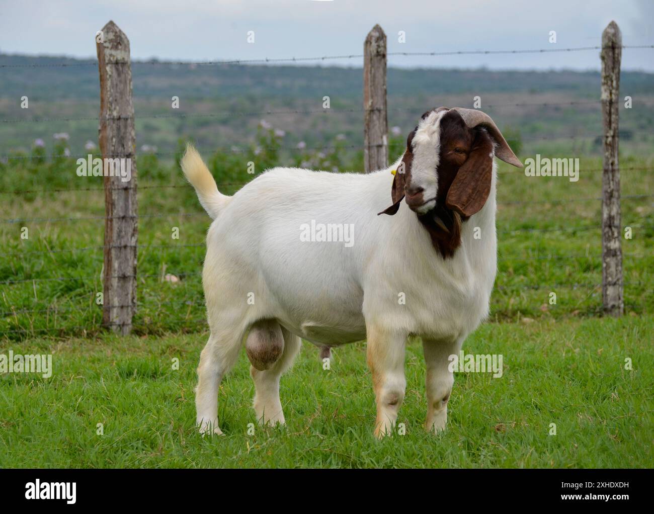 Male Boer goat very awarded in Brazil. The Boer is a breed developed in ...