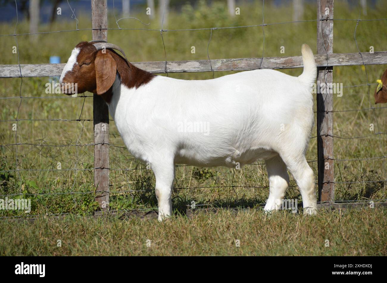 Boer female goat very awarded in Brazil. The Boer is a breed developed ...