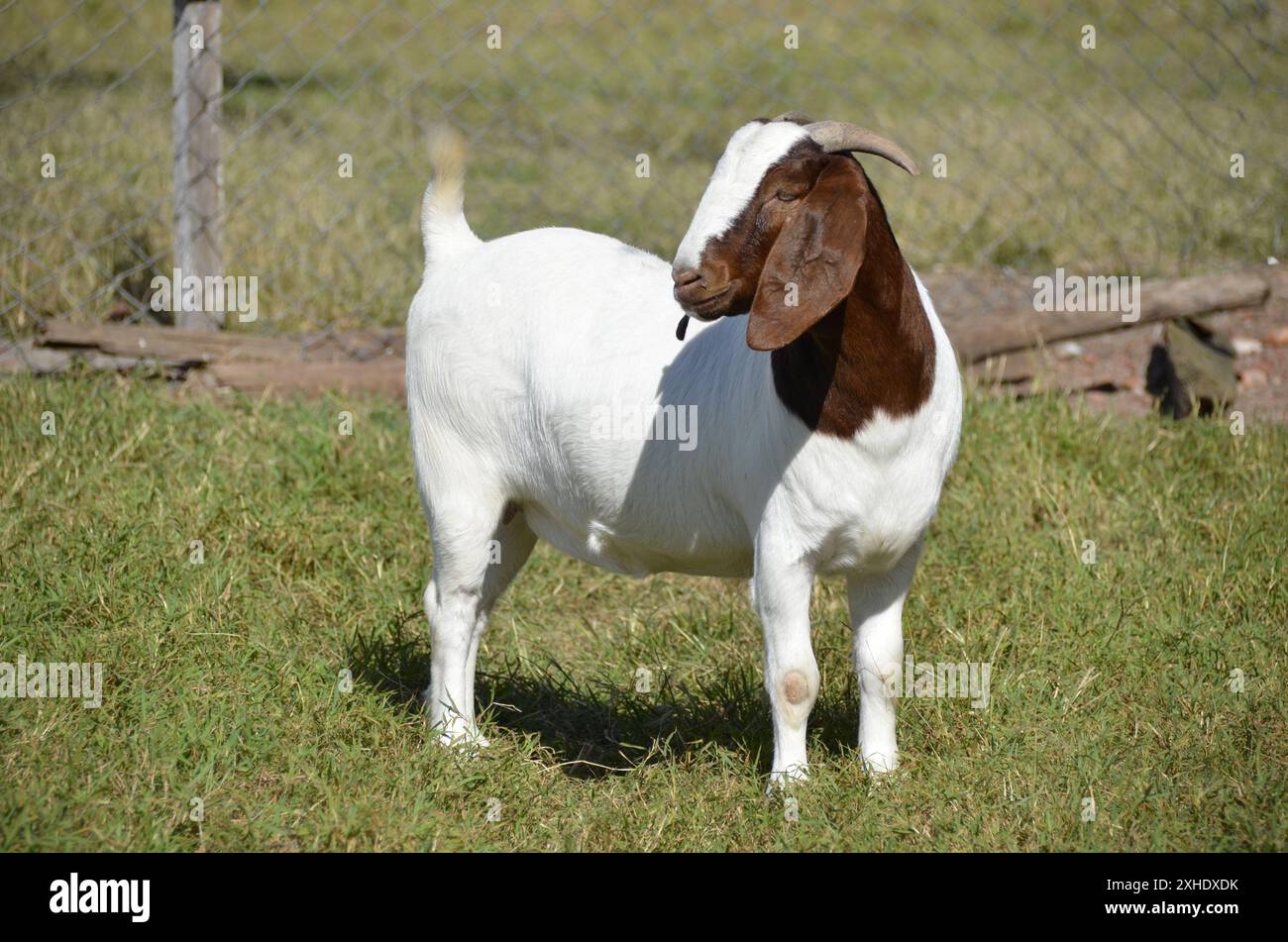 Boer female goat very awarded in Brazil. The Boer is a breed developed in South Africa Stock ...