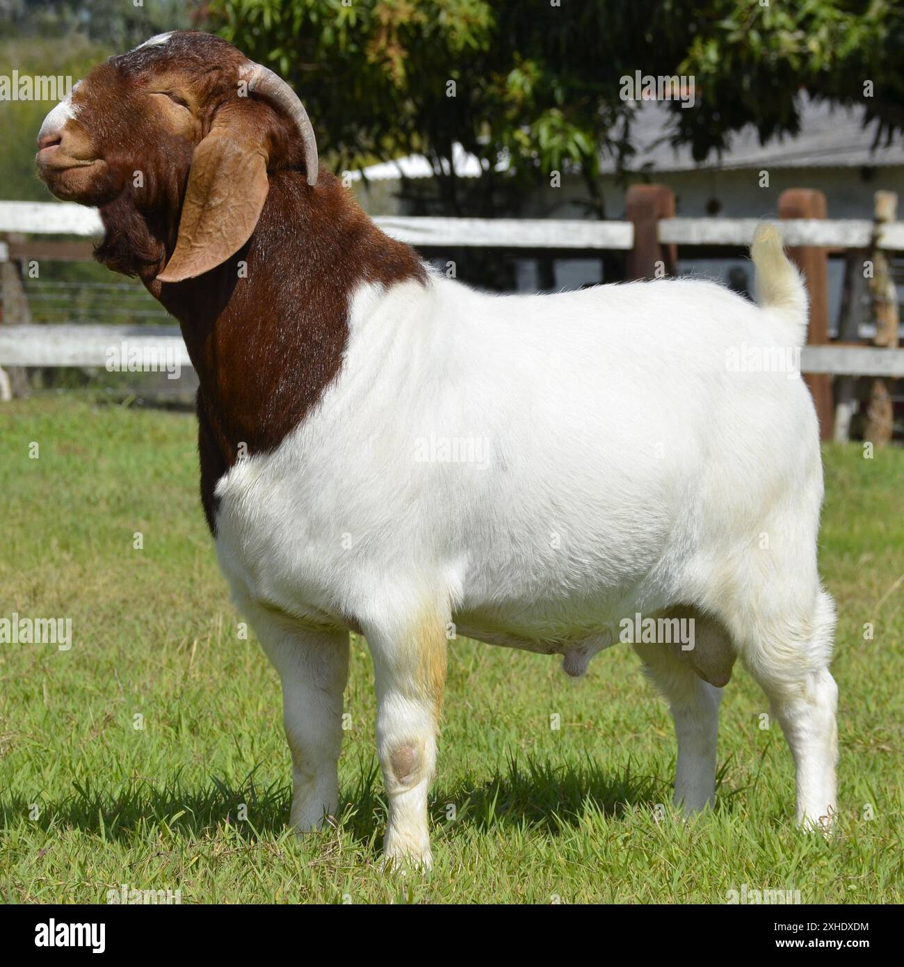 Male Boer goat very awarded in Brazil. The Boer is a breed developed in South Africa Stock Photo ...