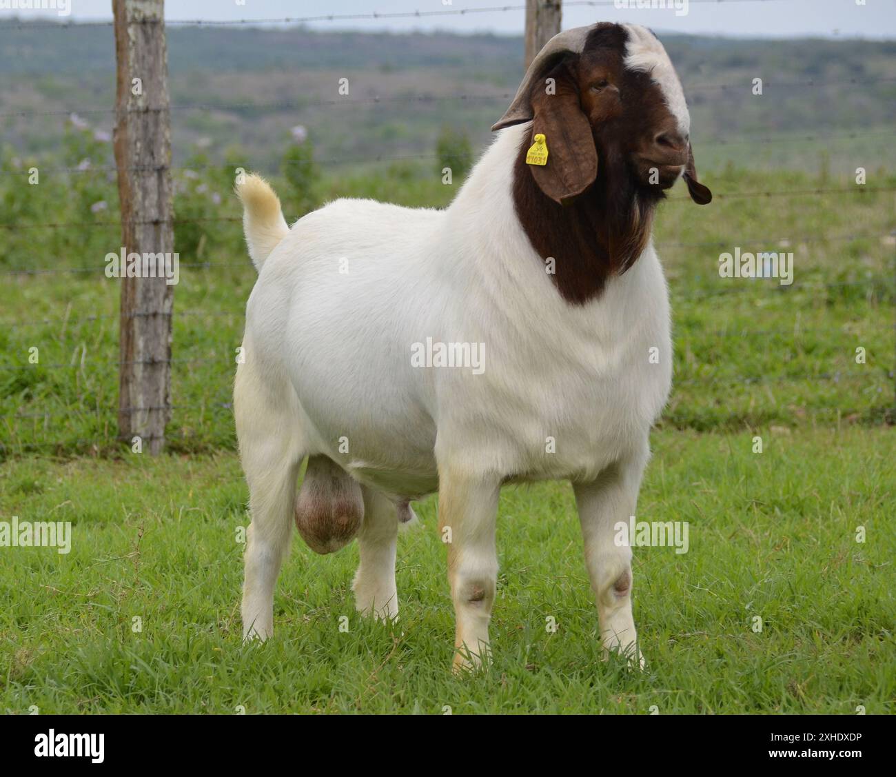 Male Boer goat very awarded in Brazil. The Boer is a breed developed in ...