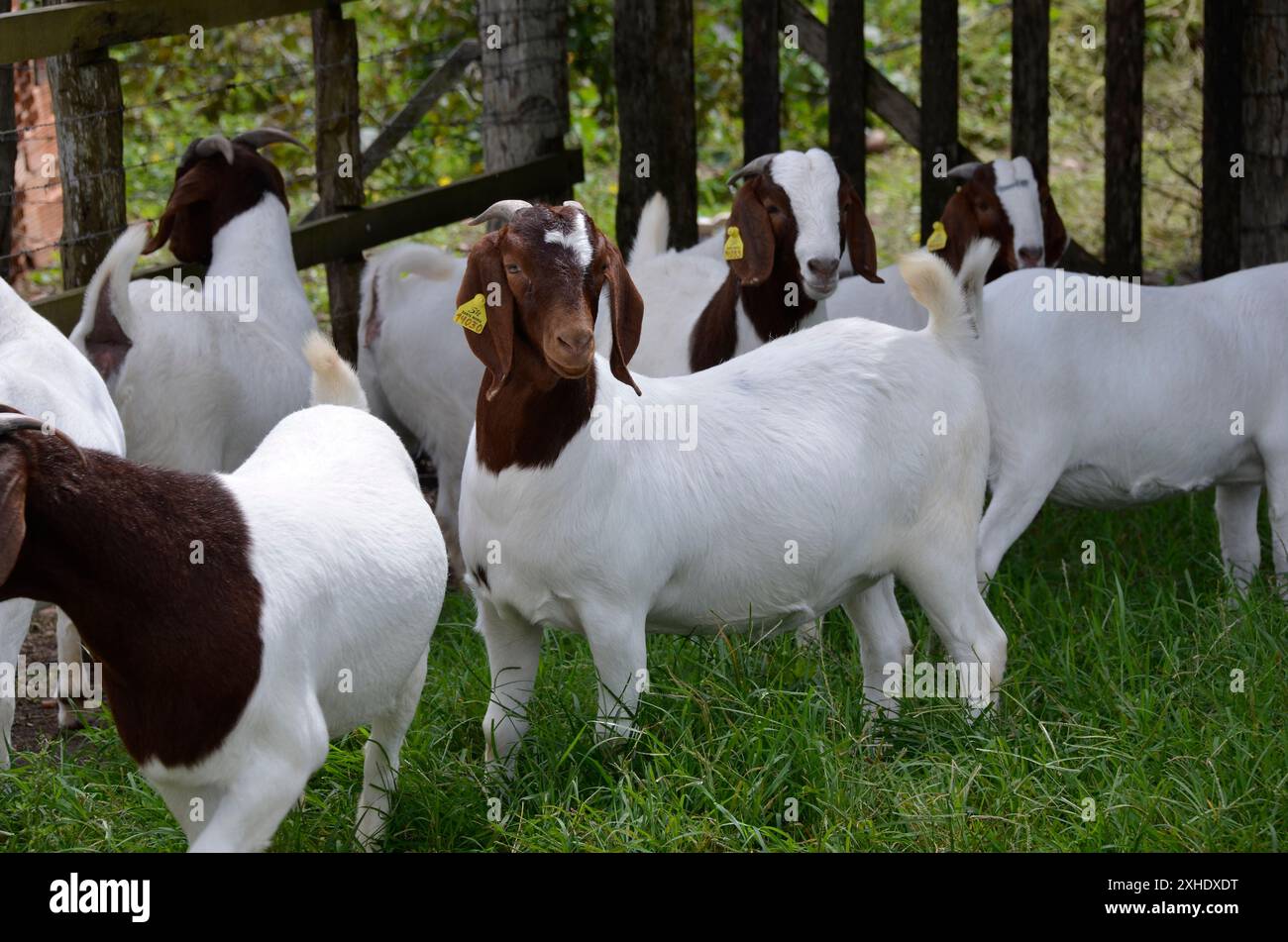 A group of great Boer goats grazing on the farm's green pastures Stock ...