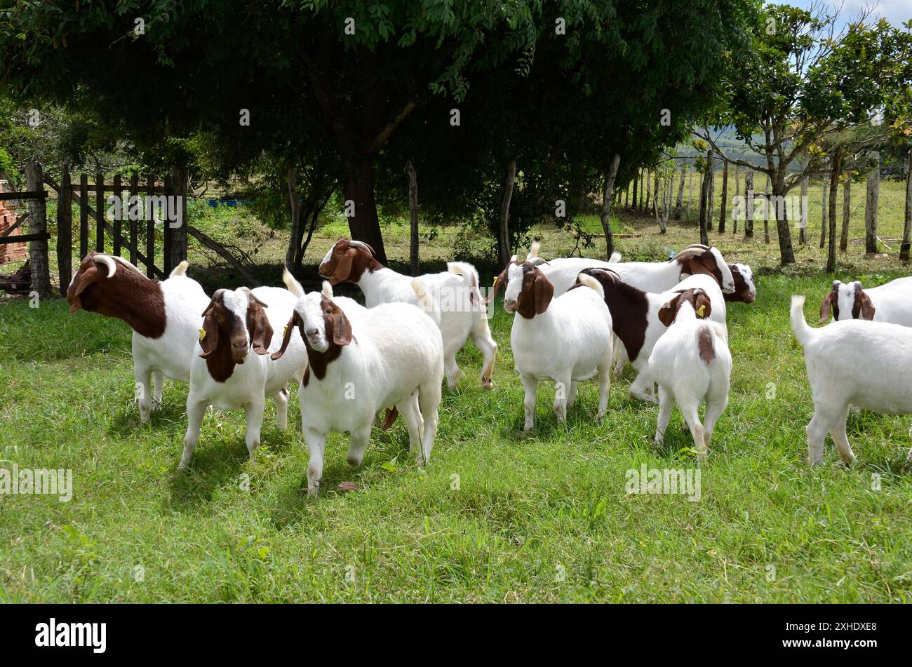 A group of great Boer goats grazing on the farm's green pastures Stock ...