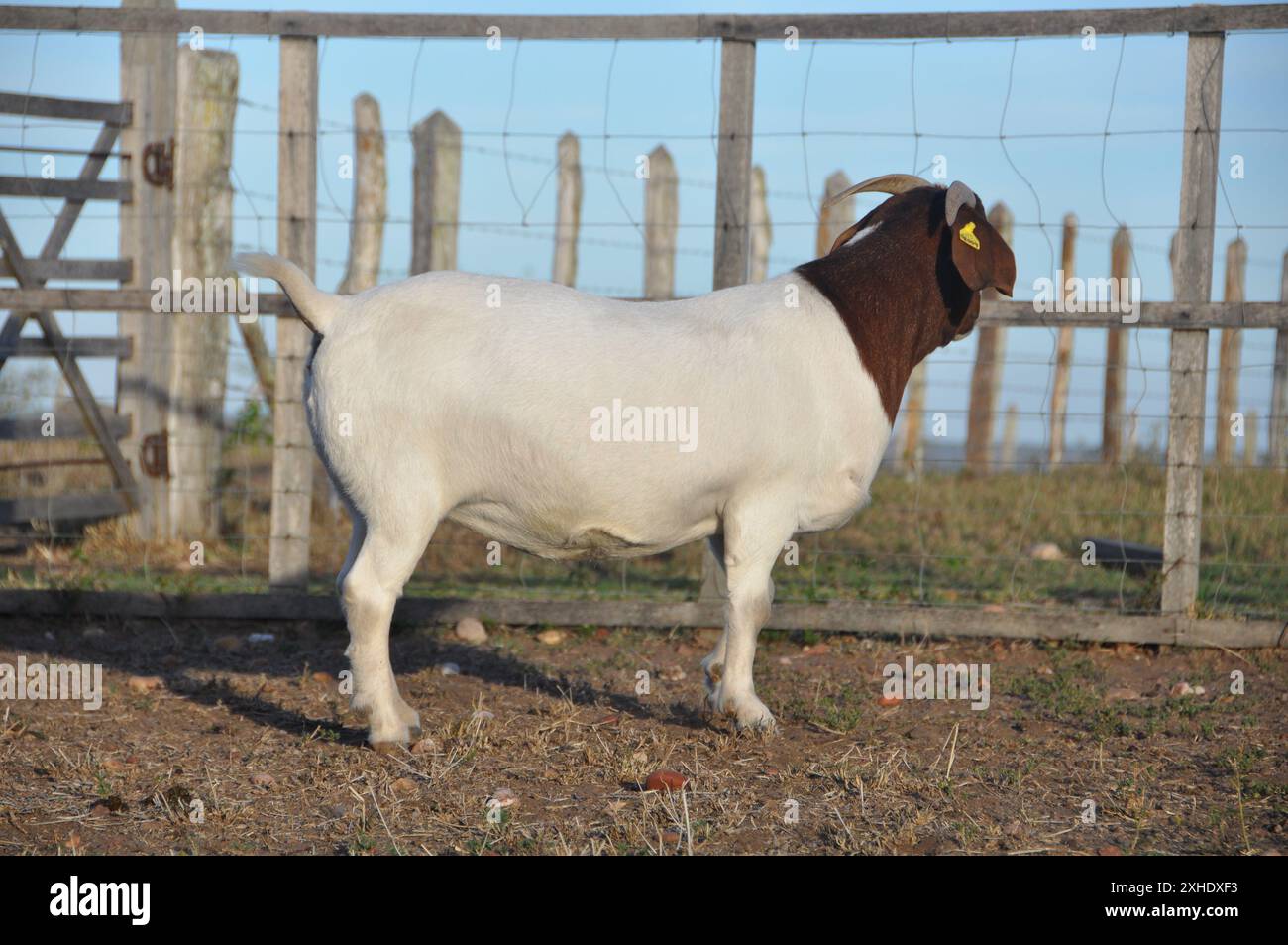 Boer female goat very awarded in Brazil. The Boer is a breed developed ...