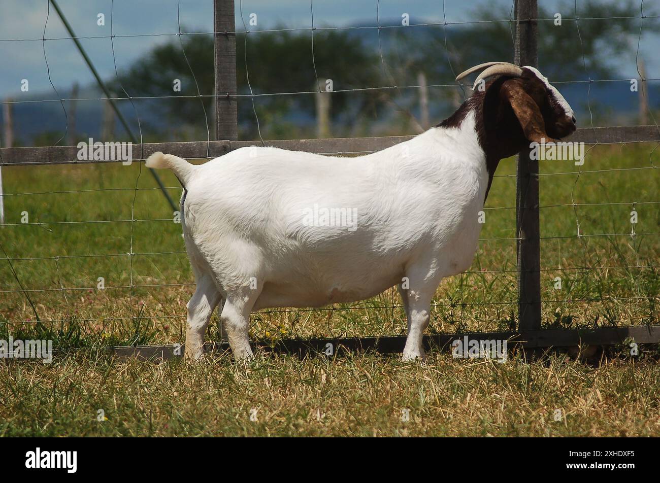 Boer female goat very awarded in Brazil. The Boer is a breed developed ...