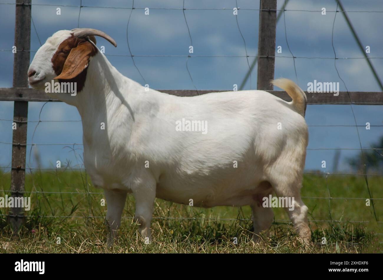 Boer female goat very awarded in Brazil. The Boer is a breed developed ...