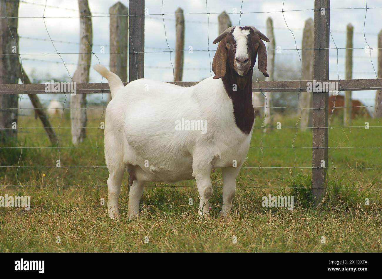Boer female goat very awarded in Brazil. The Boer is a breed developed ...