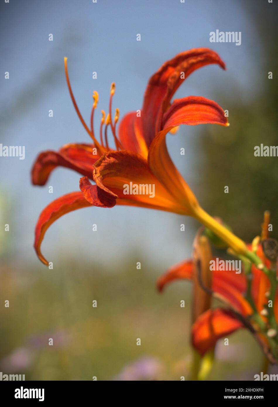Shining lily hi-res stock photography and images - Alamy
