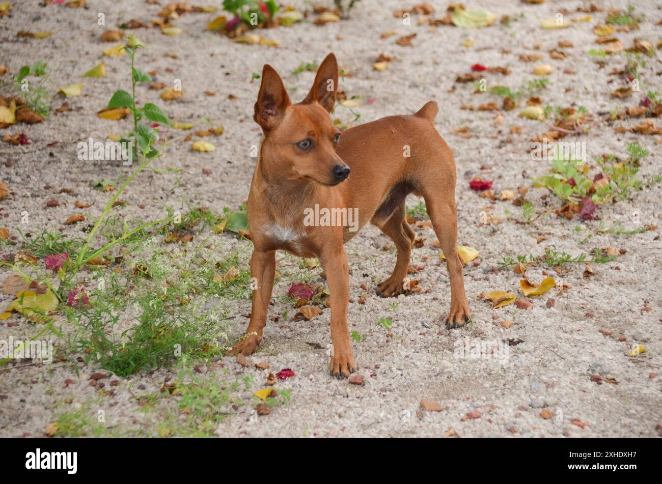 Miniature brown pinscher dog walking, playing and hunting on the farm ...