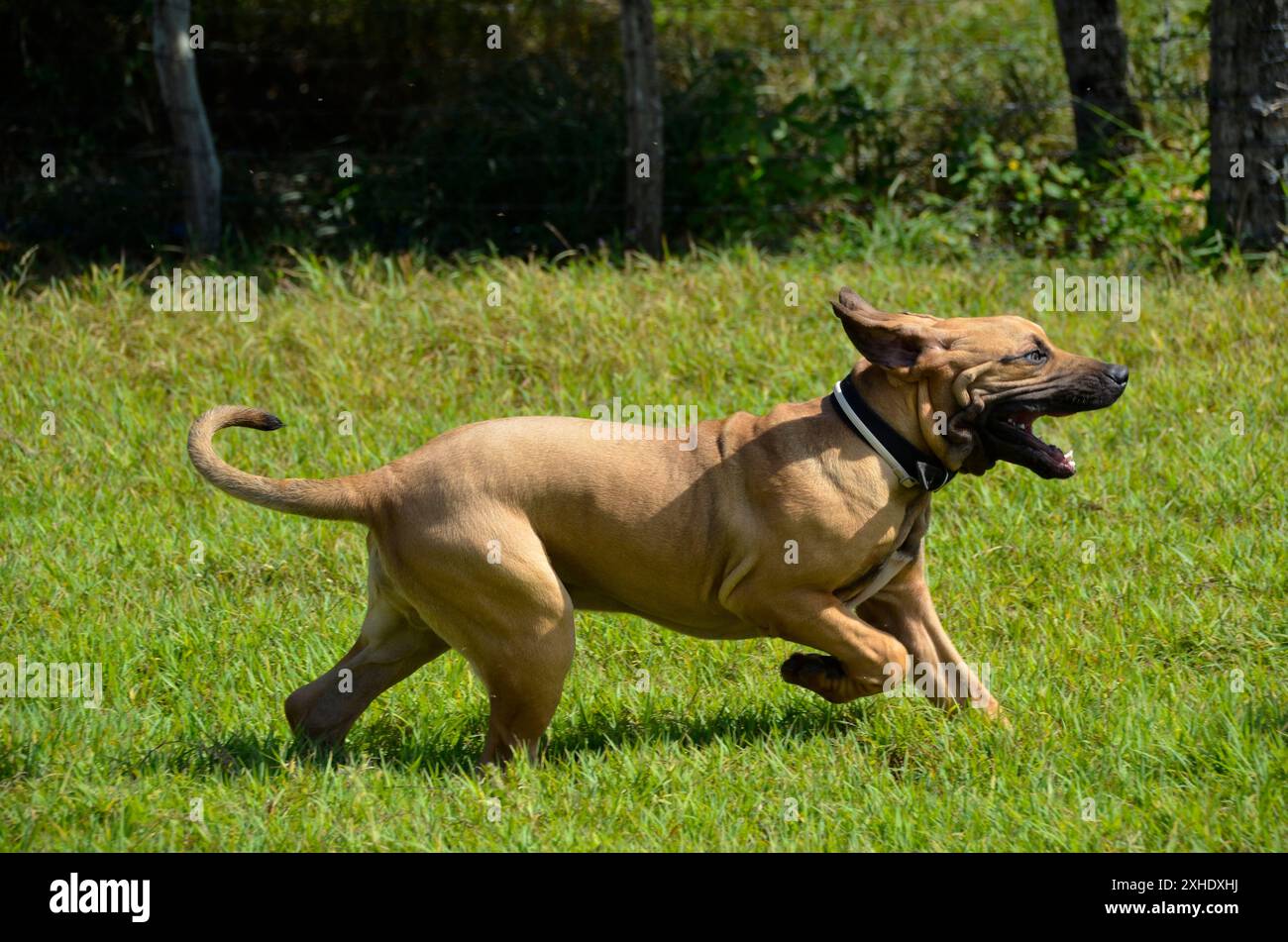 Beautiful golden Fila Brasileiro (Brazilian Mastiff) puppy running. pet ...