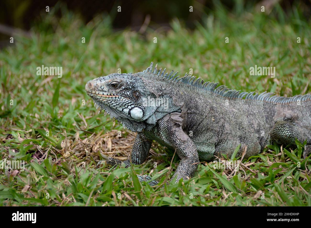 The green iguana is also known as a large arboreal lizard of the iguana ...