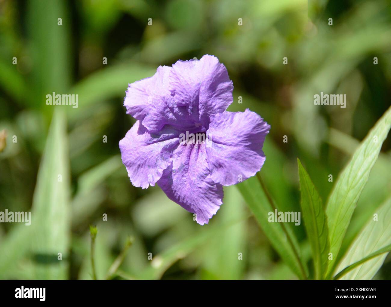Blue Ruellia or Purple Ruellia (Ruellia coerulea) Blue. Small shrubby ...