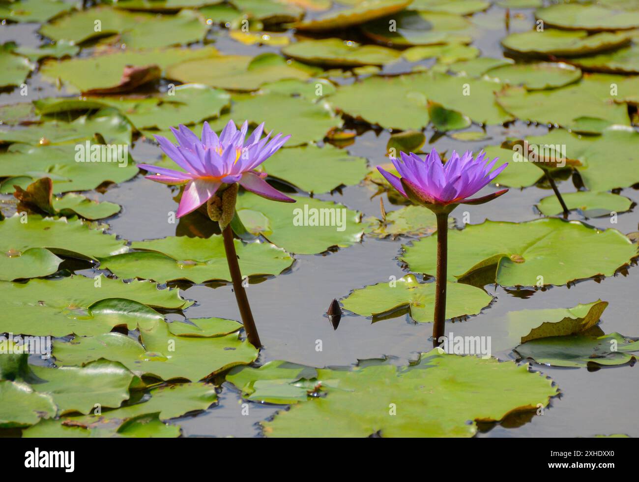 The water lily or water lily (The water lily or water lily (Victoria ...