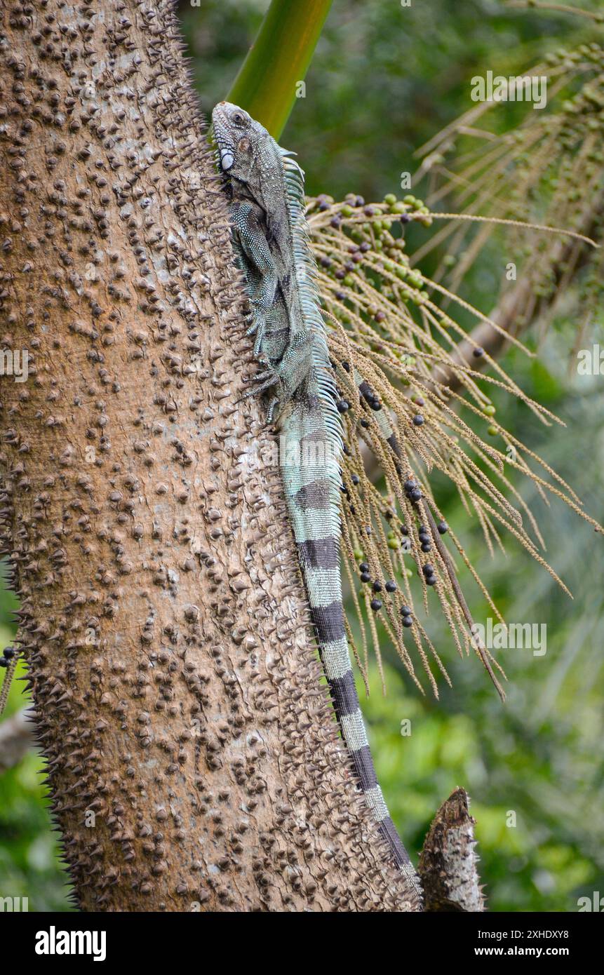 The green iguana is also known as a large arboreal lizard of the iguana ...