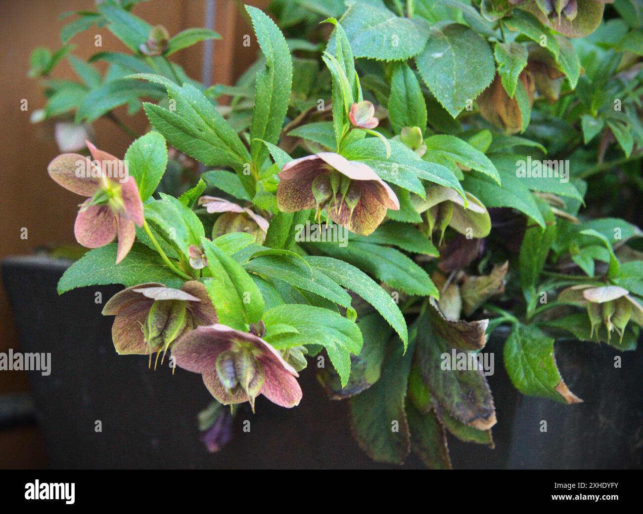 Hellebores are a genus of perennial flowering plants in the family ...