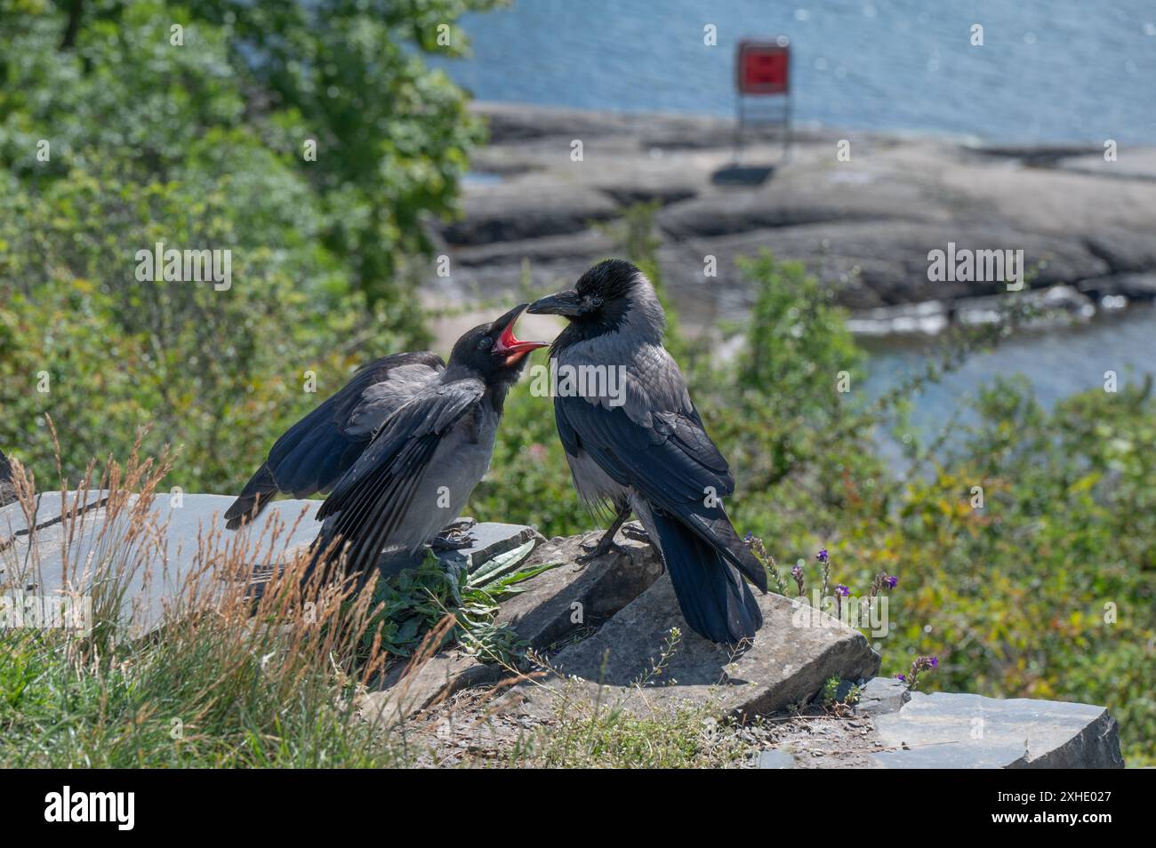 A juvenile Hooded crow, Corvus cornix, flapping its wings and opening ...