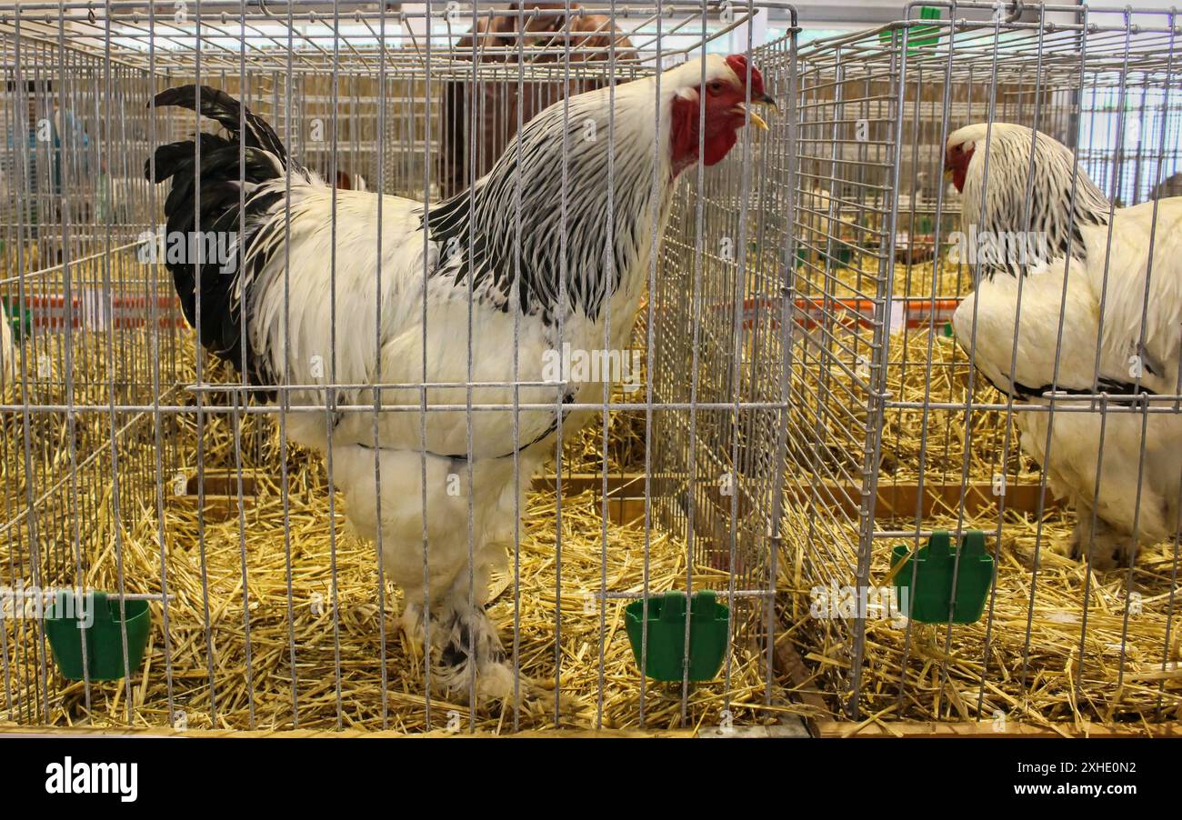 Poultry exhibition at an agricultural show Stock Photo - Alamy