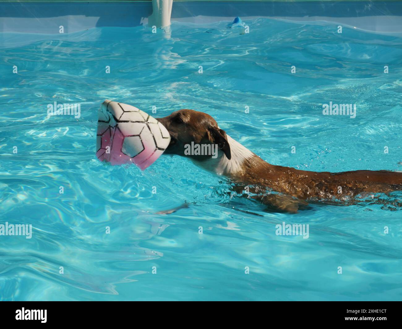 A dog playing ball in the pool Stock Photo - Alamy