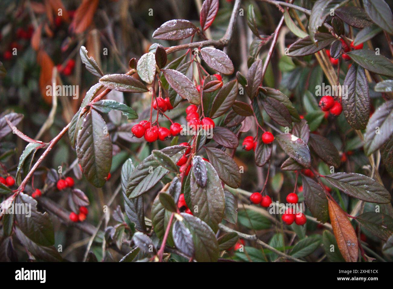 Cotoneaster shrub hi-res stock photography and images - Alamy