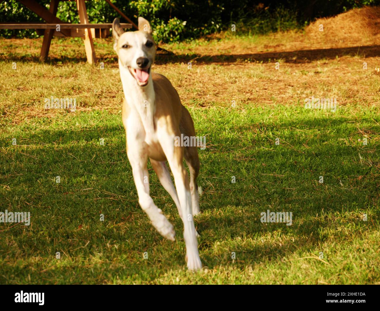 Greyhound running black pet hi-res stock photography and images - Alamy