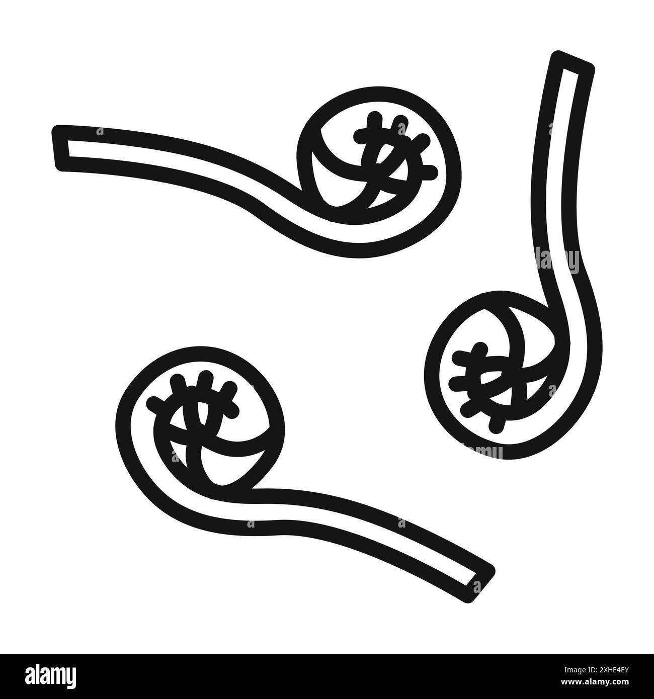 fiddleheads icon Vector symbol or sign set collection in black and ...