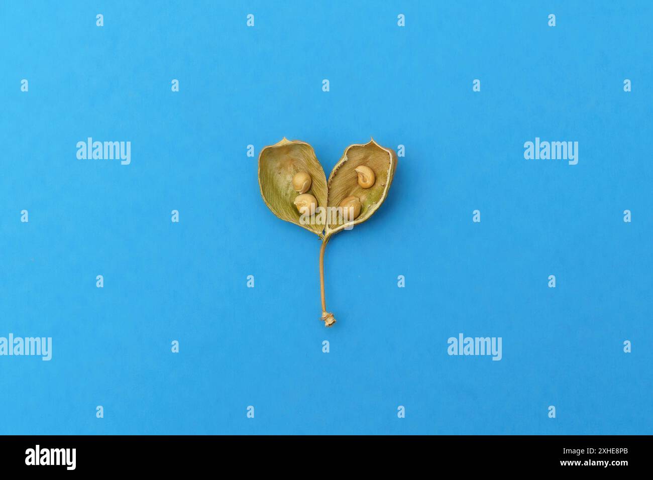 Dried bladderpod seed pod with seeds. Peritoma arborea. Cleomella ...