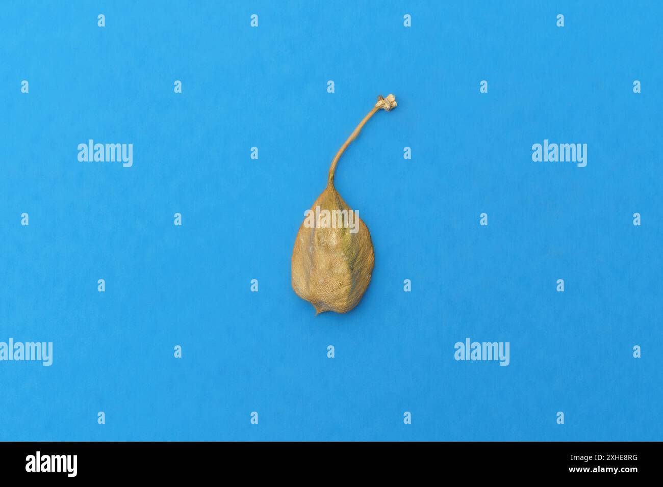 Dried bladderpod seed pod. Peritoma arborea. Cleomella arborea on blue ...