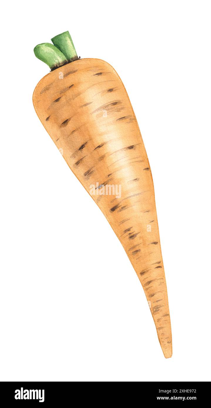 Parsnip watercolor vegetable plant gardening. Parsnips, carrots ...