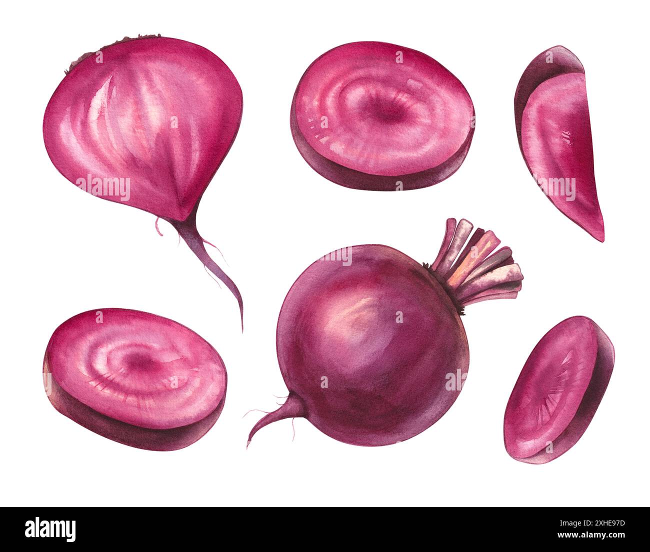 Watercolor beet set on a white background. Beetroot isolated hand drawn ...