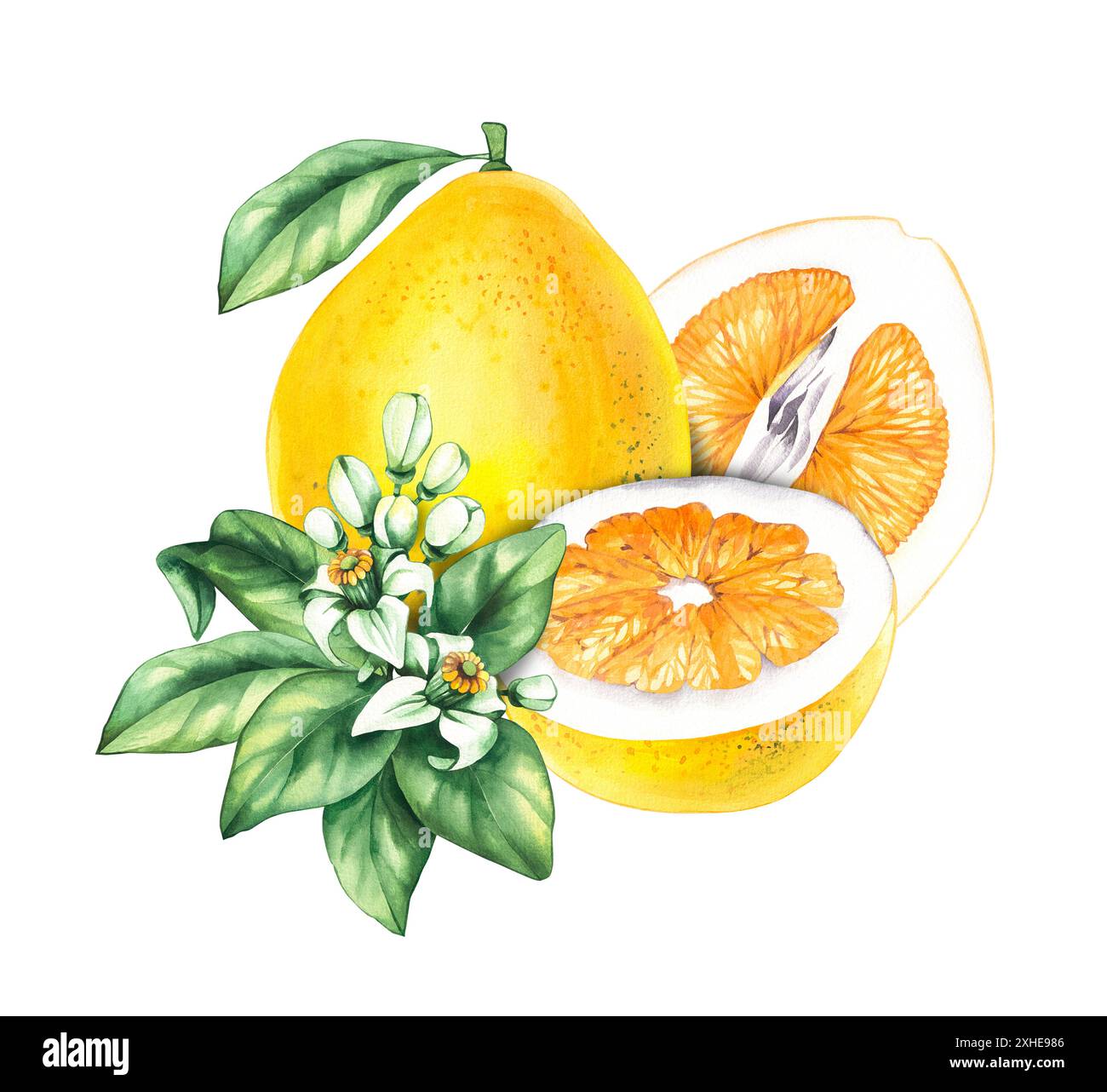 Watercolor Pomelo. Watercolor big citron. Watercolor shaddock on white ...