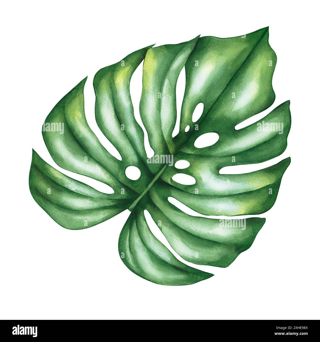 Watercolor tropical monstera leaf. Tropical monstera leaves isolated ...