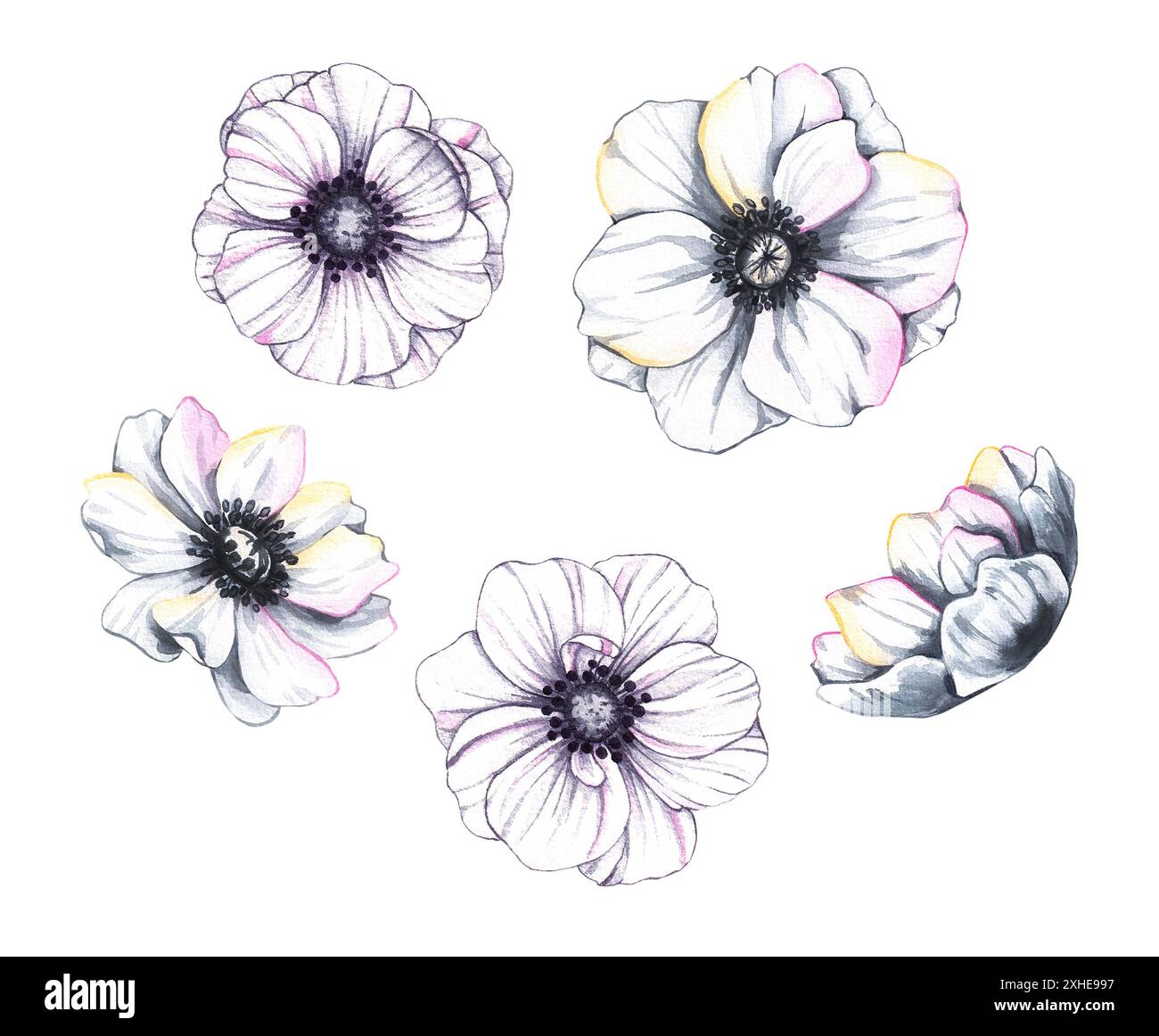Anemones watercolor hi-res stock photography and images - Alamy