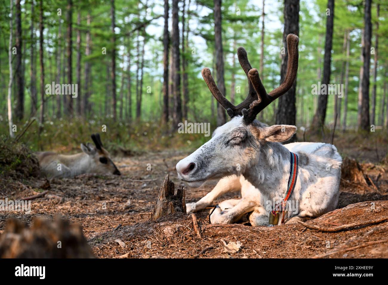 (240714) -- HULUN BUIR, July 14, 2024 (Xinhua) -- A reindeer is seen at ...
