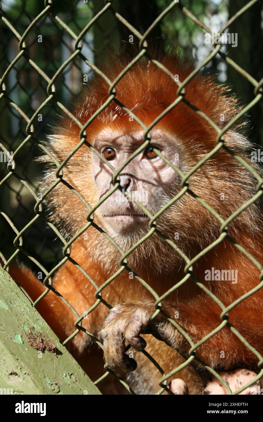 The face of a long tailed monkey with blonde fur is exposed to the sun ...