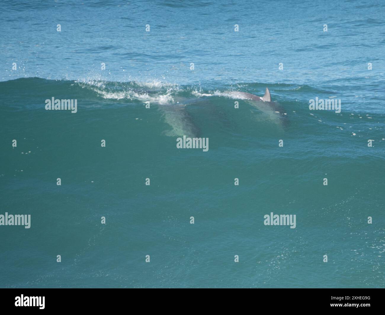 Two dolphins in coastal hi-res stock photography and images - Alamy