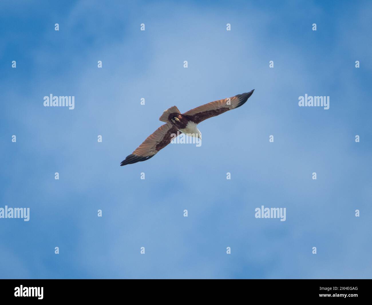 Sea Eagle flying in the sky, bird from underneath, wings spread Stock ...