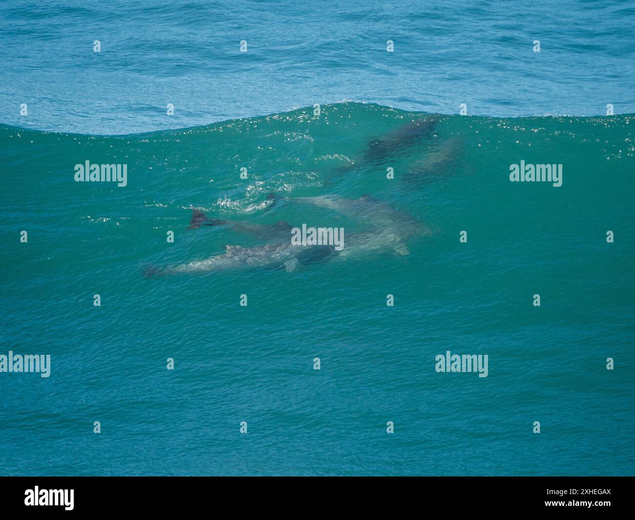 Pod bottlenose dolphins surfing hi-res stock photography and images - Alamy