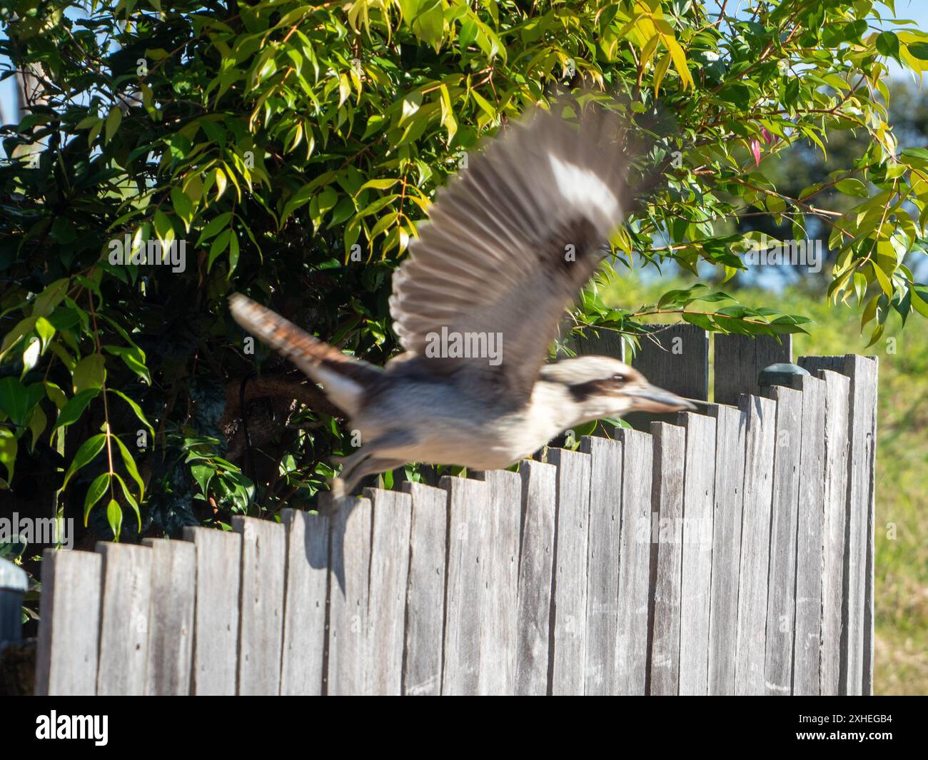 A kookaburra bird flying, taking off, wings spread in flight and ...
