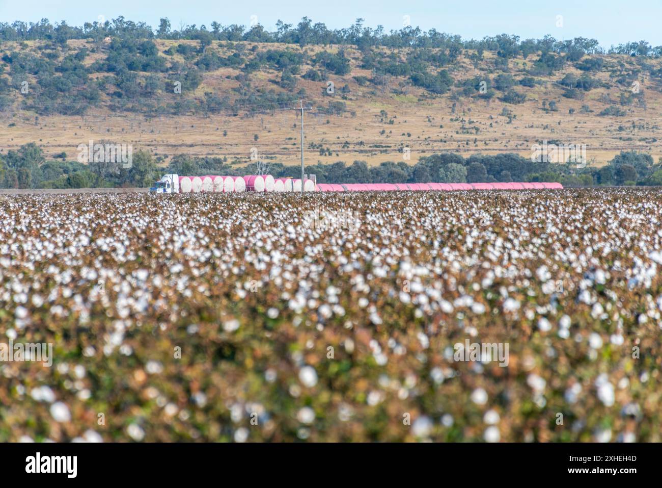 Cotton fields near Theodore in Queensland, Australia with Truck and ...