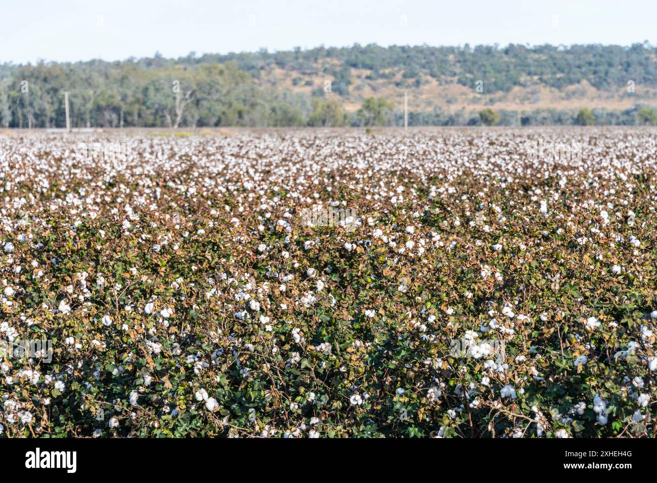 Cotton fields near Theodore in Queensland, Australia with Truck and ...