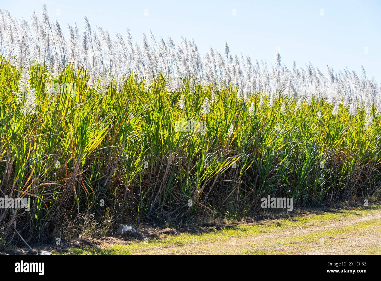 Sugar Cane near Mackay, queensland, australia Stock Photo - Alamy