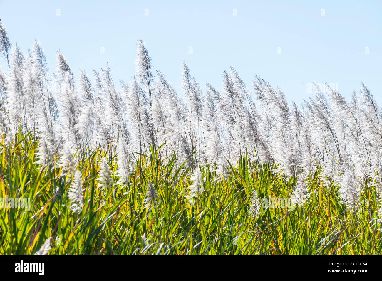 Sugar Cane near Mackay, queensland, australia Stock Photo - Alamy
