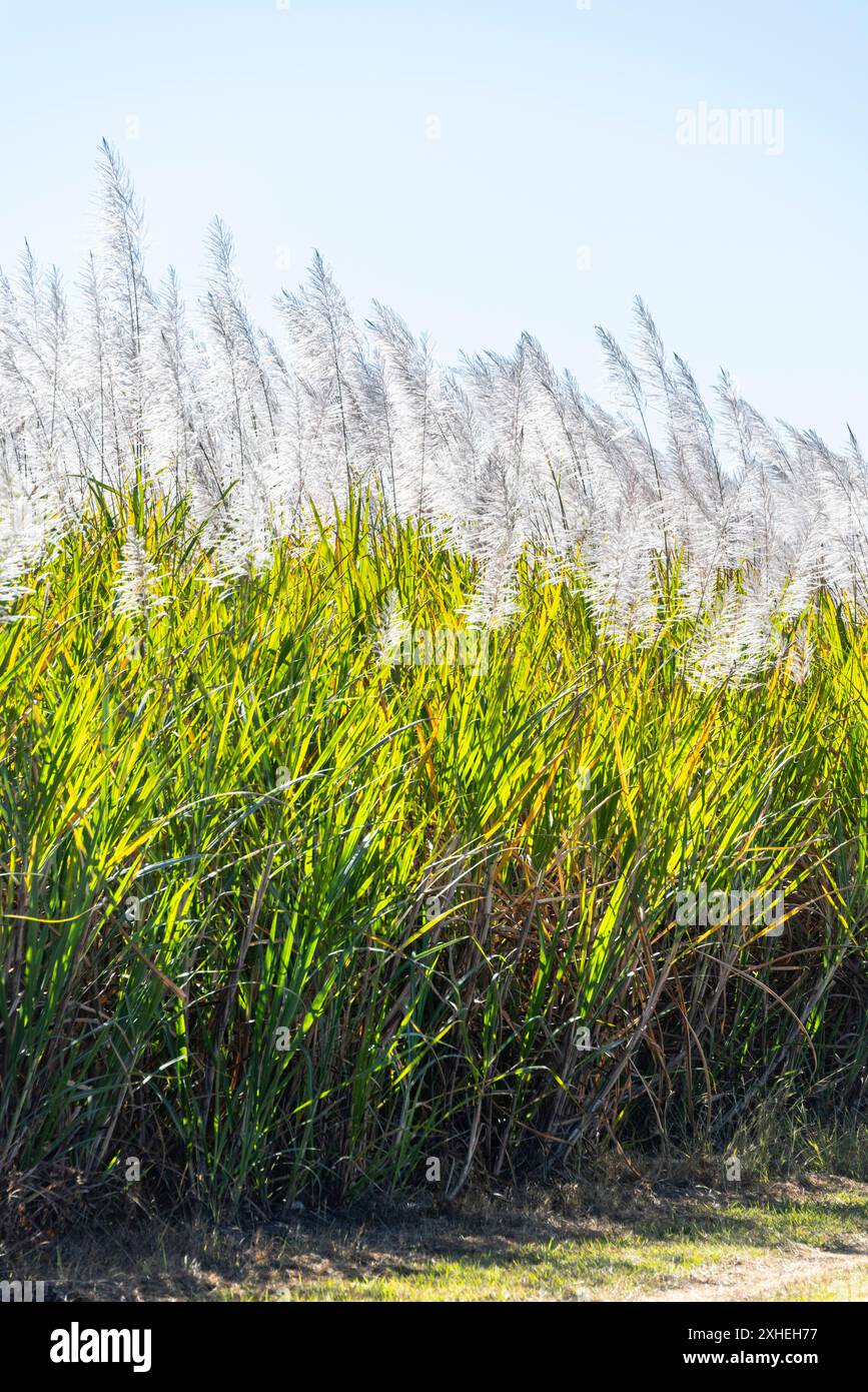 Sugar Cane near Mackay, queensland, australia Stock Photo - Alamy