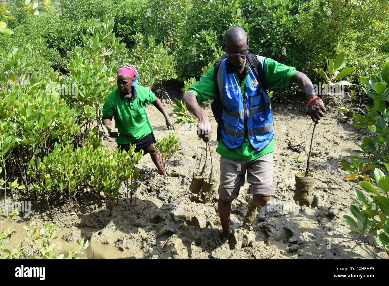 Members of Tulinde Mikoko, Swahili for Let's Protect Mangroves, plant ...